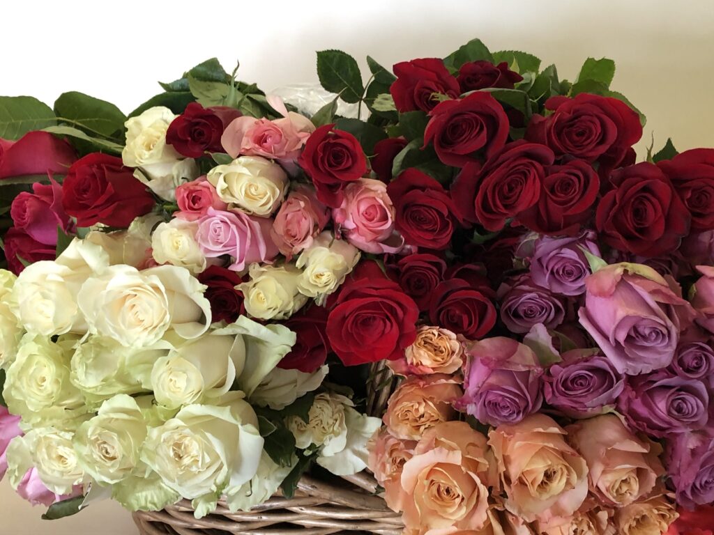 Roses, assorted colors - Maui Floral Special Orders